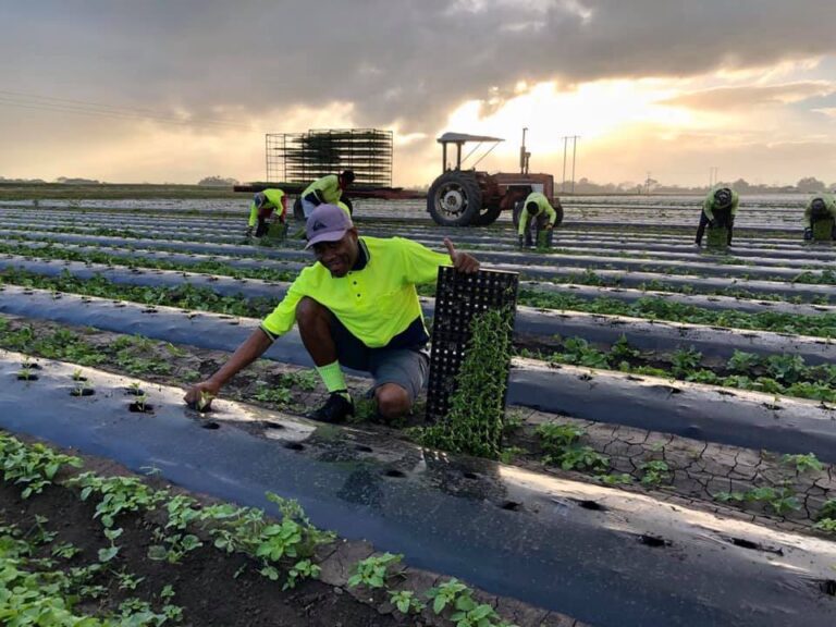 About Us - Top Of The Crop Labour Hire