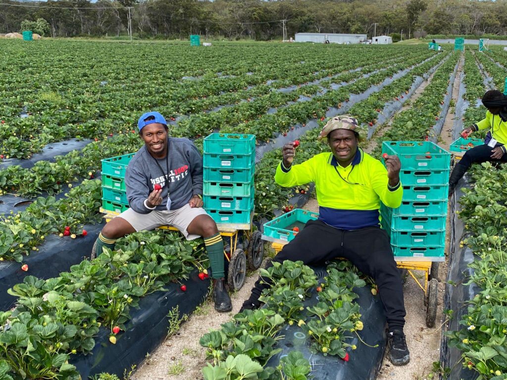 Labour Hire Solutions - Top Of The Crop Labour Hire